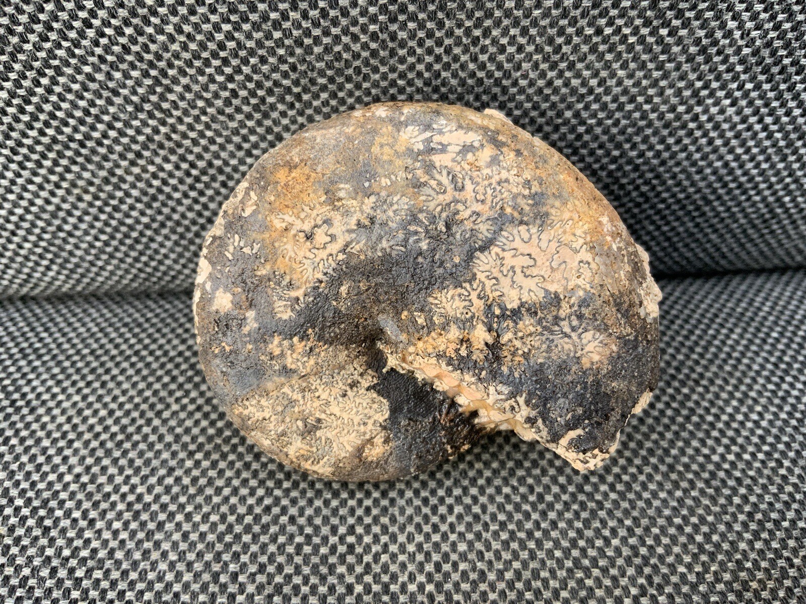 Triassic Ammonoid Hypocladiscites Sp Rare 3D Prepared Fossil Timor ...