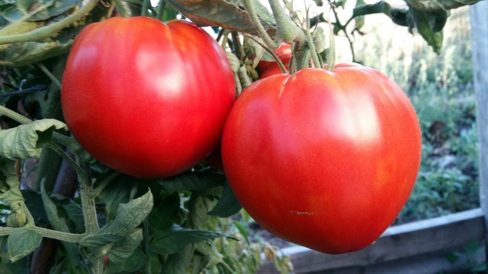 Tomato King Kong, Tomato seёds, 60 organic seёds #113+TRACK № | eBay