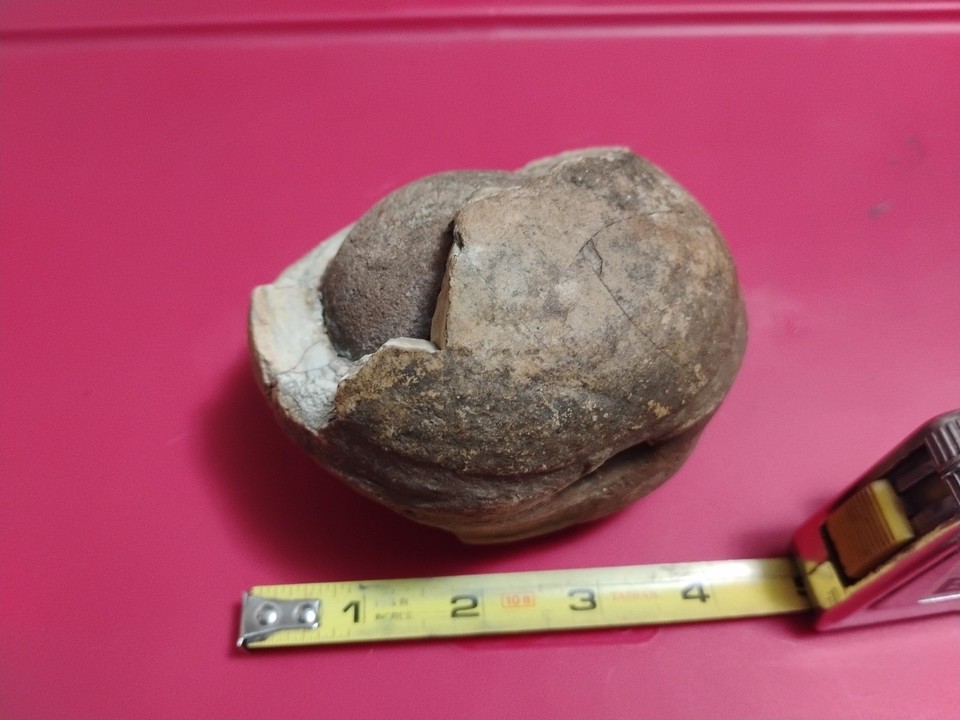 Small Fossilized Dinosaur Egg ? Very Interesting. | eBay