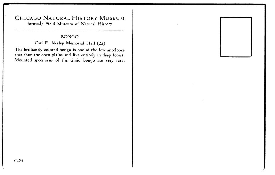 Bongo Antelopes at Chicago Natural History Museum Illinois Postcard | eBay