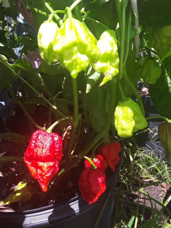 50+ Authentic Red Apocalypse Scorpion Pepper Seeds World’s hottest ...