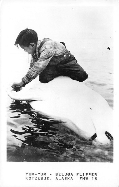 Yum Yum Beluga Flipper Kotzebue Alaska FHW 15 Real Photo Postcard | eBay