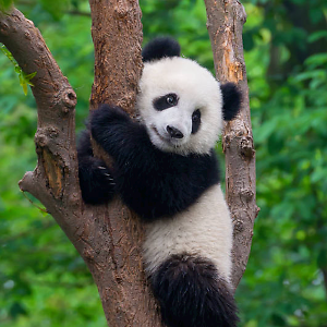 Rare Panda Picks | eBay Stores