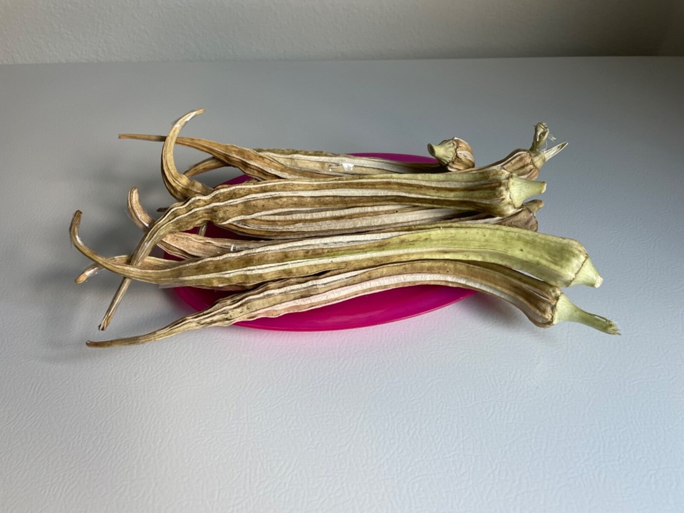 40+ Louisiana 16 Inch Longhorn Okra Seeds Longest Most Robust Pods ...