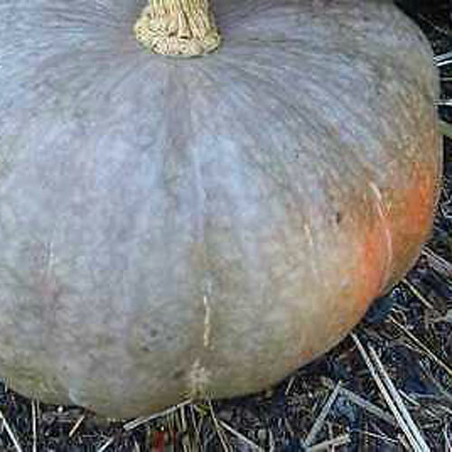Squash Seed: Strawberry Crown Winter Squash Seeds Fresh Seed | eBay