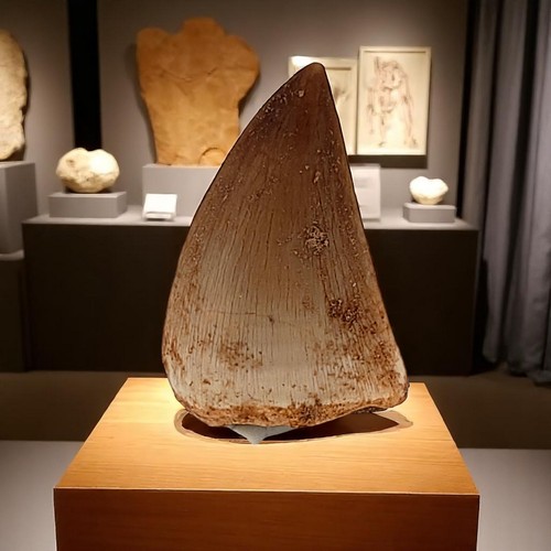 Real Mosasaur Dinosaur Tooth Fossil Cretaceous Marine Predator 70 ...