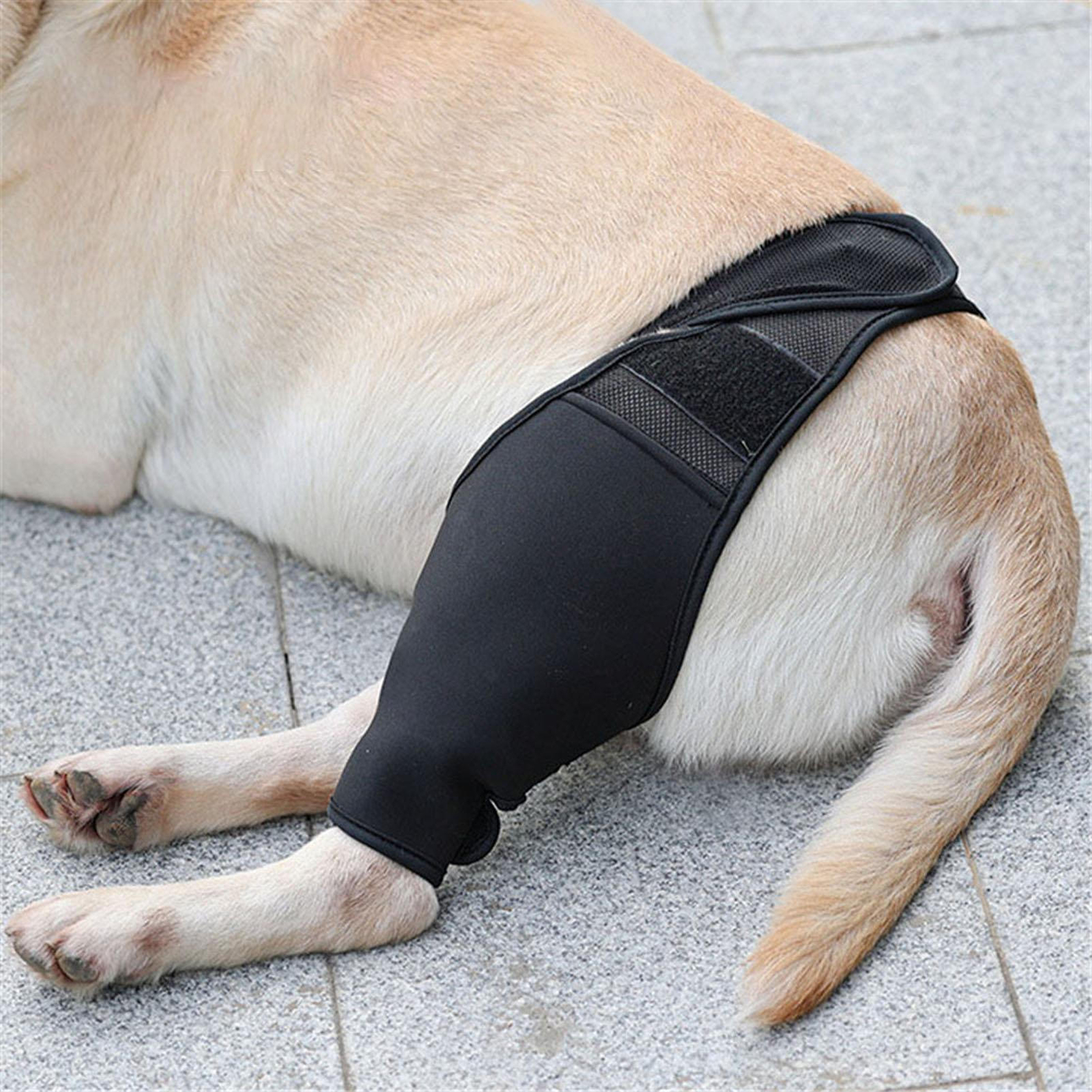 Dog Knee Brace Leg Brace for Sprain ACL Arthritis Joint Pet Dog Back ...