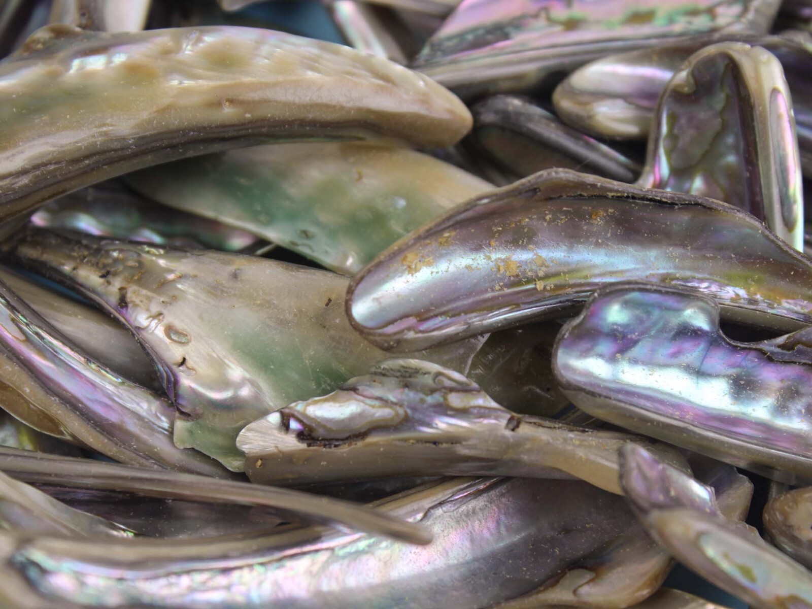 1/2 lb of Large Natural Green Mexican Abalone Shell Lips (221-GTLNAL-AS ...