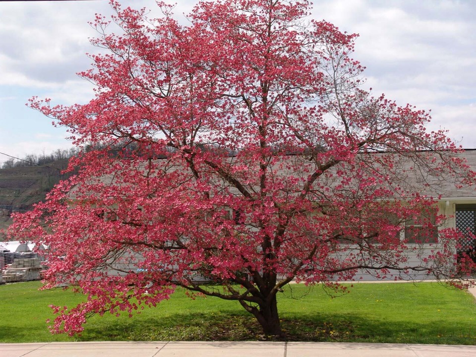 Red Flowering Dogwood, Cornus florida rubra, Tree Seeds (Showy Flowers ...