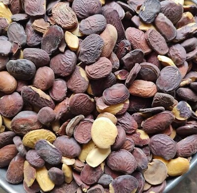 Karanj Seeds seeds Pongame oiltree Pongamia Karanj beej | eBay