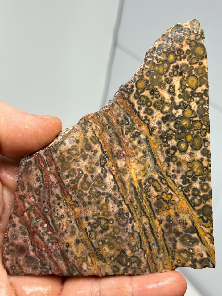 Orbicular Leopard Skin Jasper Rough Slab for Cabbing Carving Chakra ...