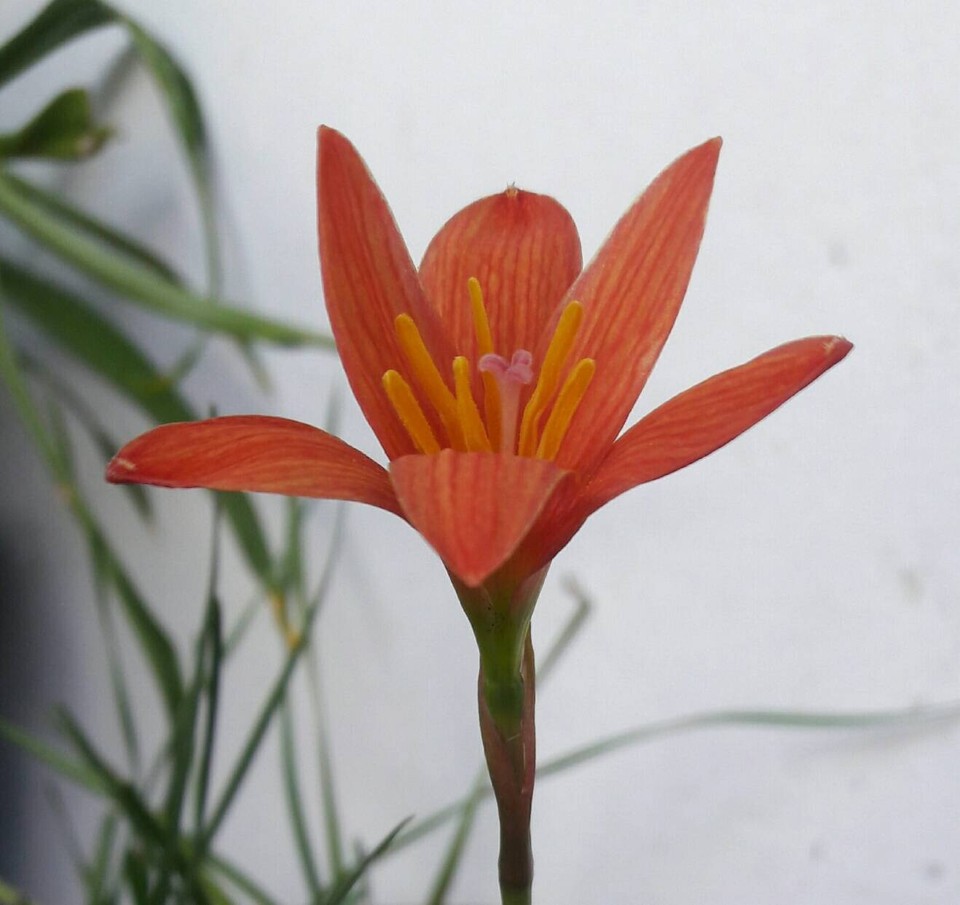 1 Bulb Rain Lily🐲Zephyranthes 'Lavalon'🐲Rainflower Fairy Lily🐲 ...