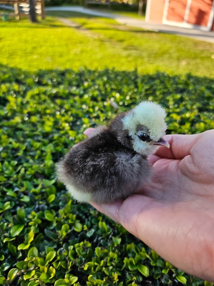 6 Mauve and Chocolate Mottled Silkie Hatching Eggs, Frizzles ...