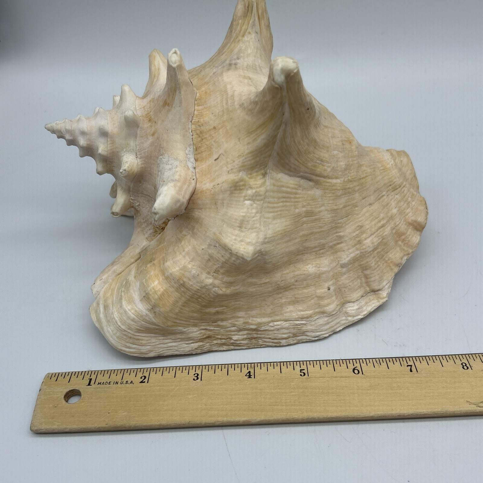 2.1# Conch Seashell (Pink) - Bahamas Pink Conch Shell Ocean Beach ...