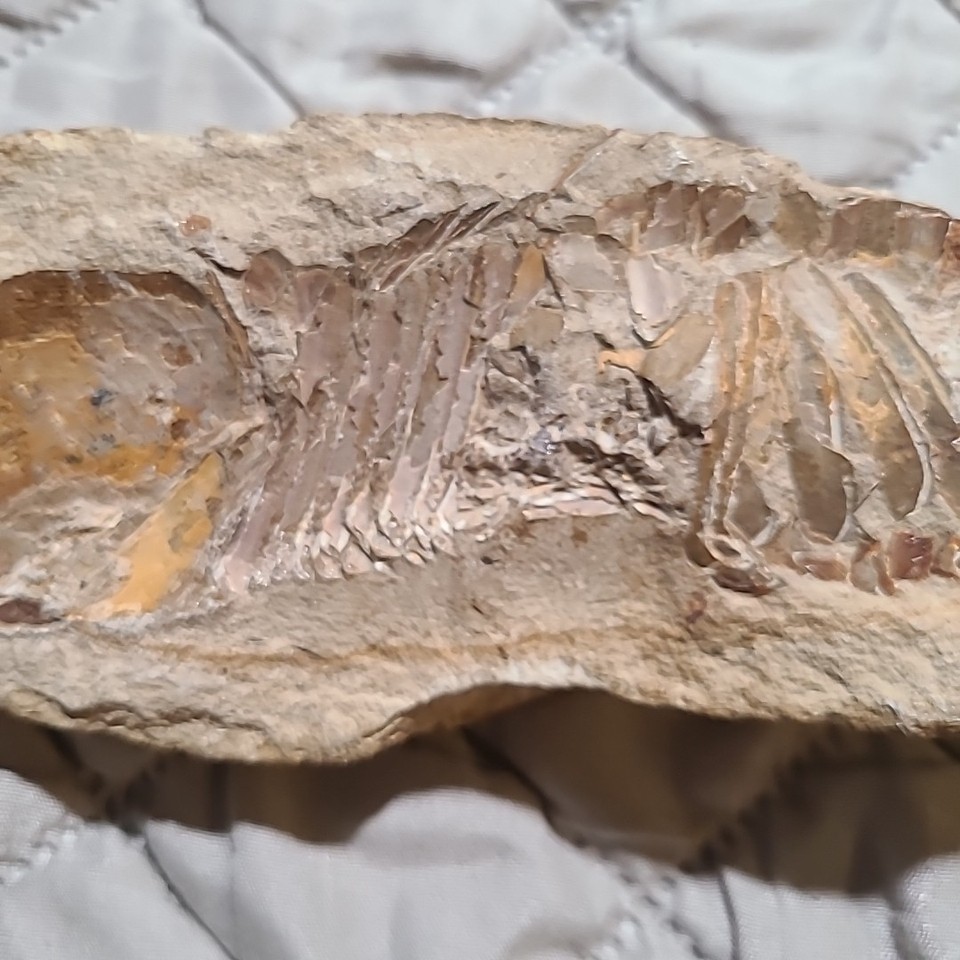 Rare living fish fossil specimen, the scale texture is clearly visible ...