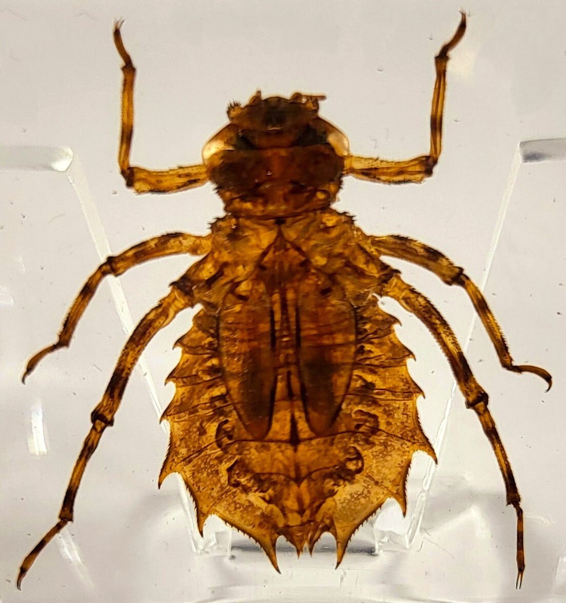 Corduliidae Larvae