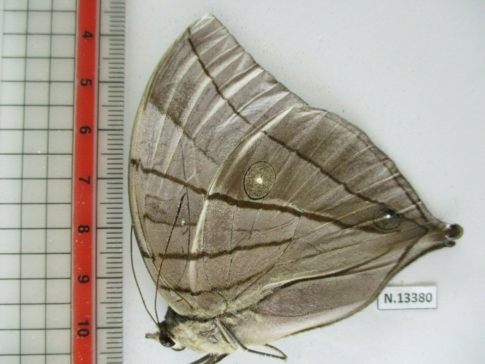 N13380. Insects butterflies: Nymphalidae sp. South Vietnam. Bao Loc | eBay
