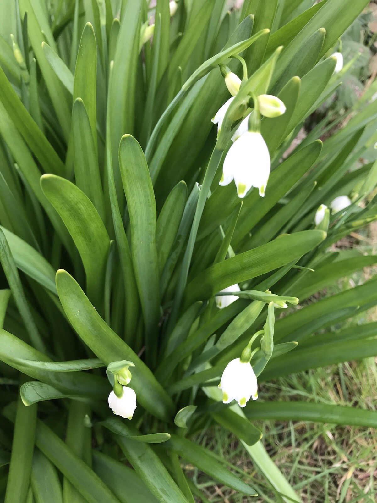Snowdrop Seeds X10 - Summer Snowflake Variety- Grow From Seed - London ...