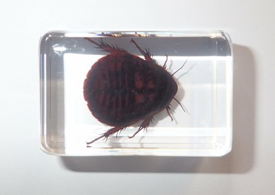 Turtle Cockroach Eupolyphaga sinensis in Small Block Education Insect ...