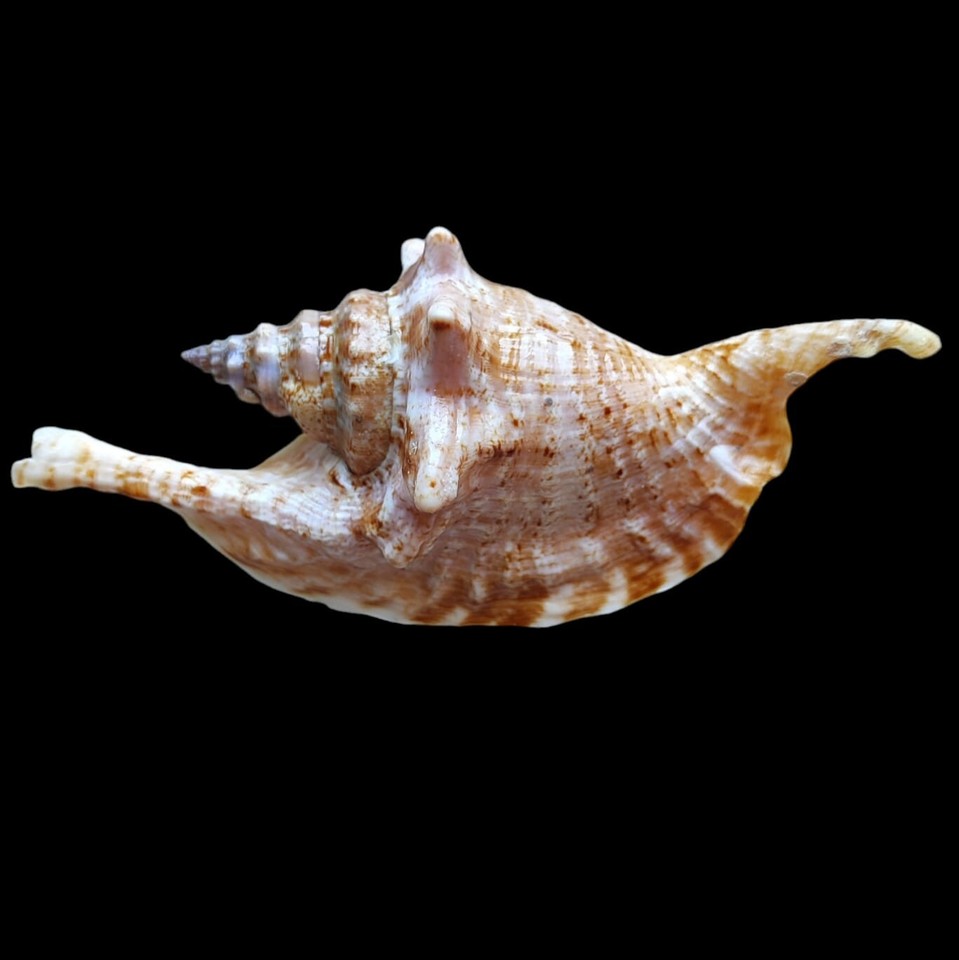 SHELL CONCHIGLIA STROMBUS ALIGER GALLUS mm.145 with operculum BRAZIL | eBay