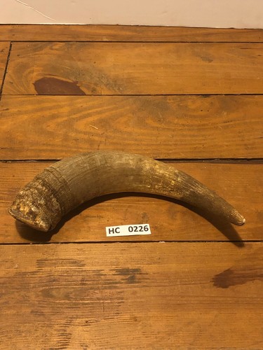 Hill Country Cow horn large cattle Rustic Western cowboy texas ranch ...