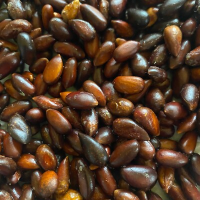 FRESH Pine Nuts Soft Shell Nevada/Utah 5 lbs 2024 in hand READY To Ship ...