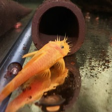 Wild Fish Tanks | eBay Stores