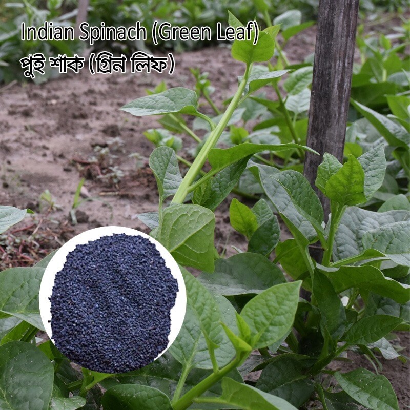 10 GRAM PUI SHAK GREEN SPINACH , INDIAN SPINACH GREEN LEAF SEEDS | eBay