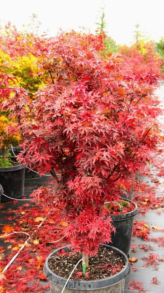 Acer palmatum 'Twombly's Red Sentinel' - Japanese Maple *Live Plant | eBay