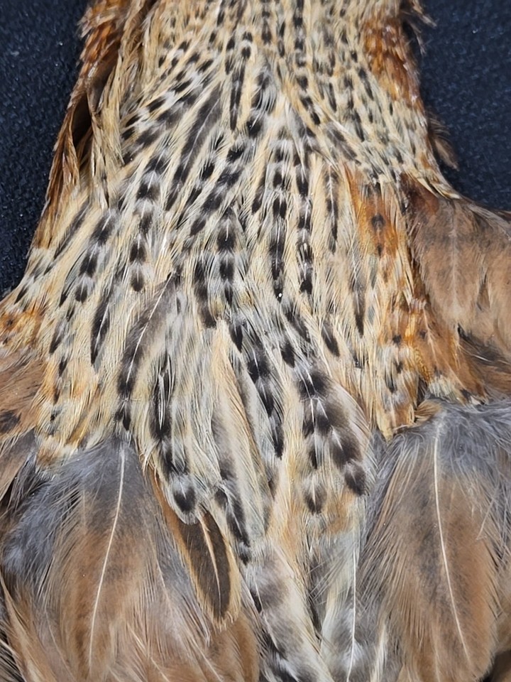 Barred Ginger Hen Neck Cape Fly Tying Wet Soft Hackle Craft Feathers ...