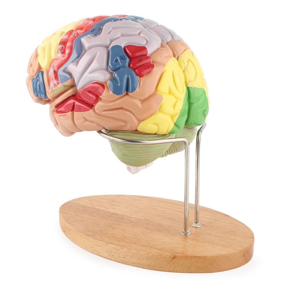 Medical Anatomical Human Brain Model Anatomy Cerebral Cortex Brain ...