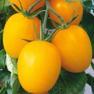 30 x GOLDEN ROMA SUNRISE TOMATO - NEXT DAY DISPATCH - Pictorial packet ...