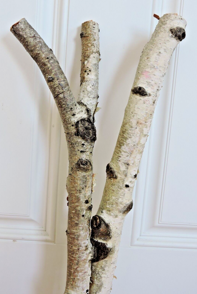 Paper Birch Twig
