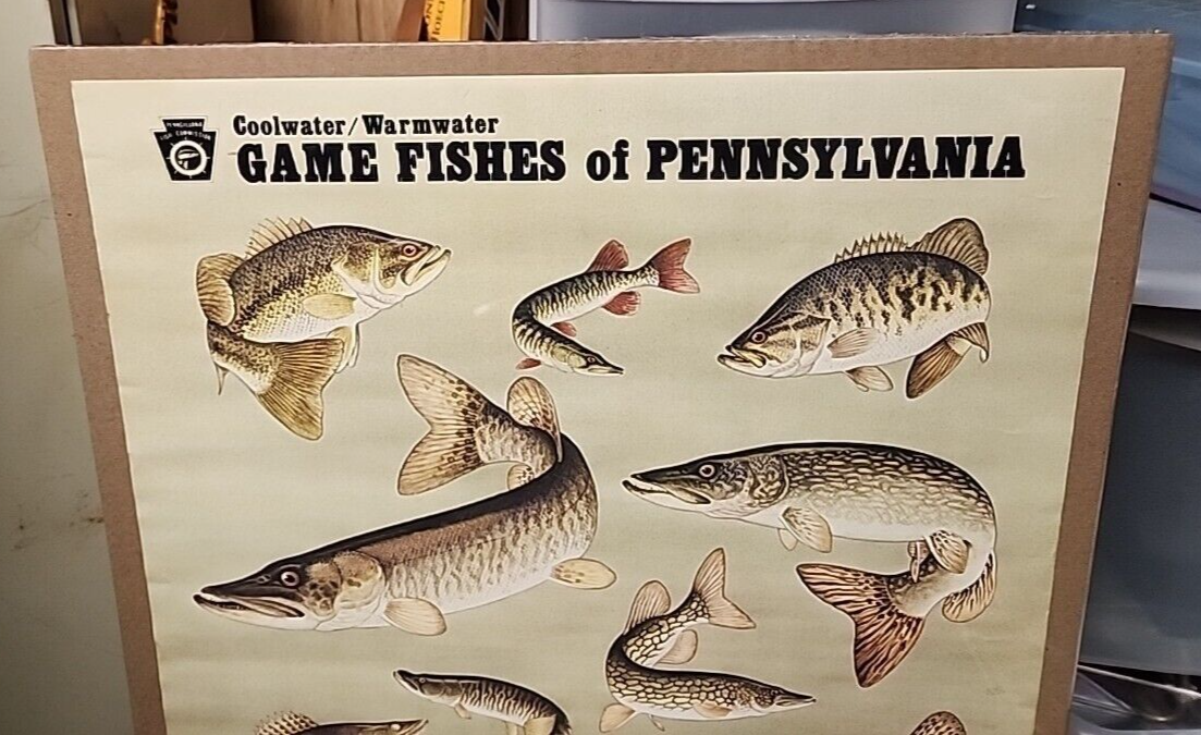1970's Pennsylvania Fish Commission Coolwater Of PA Poster 17x22 Shrink ...
