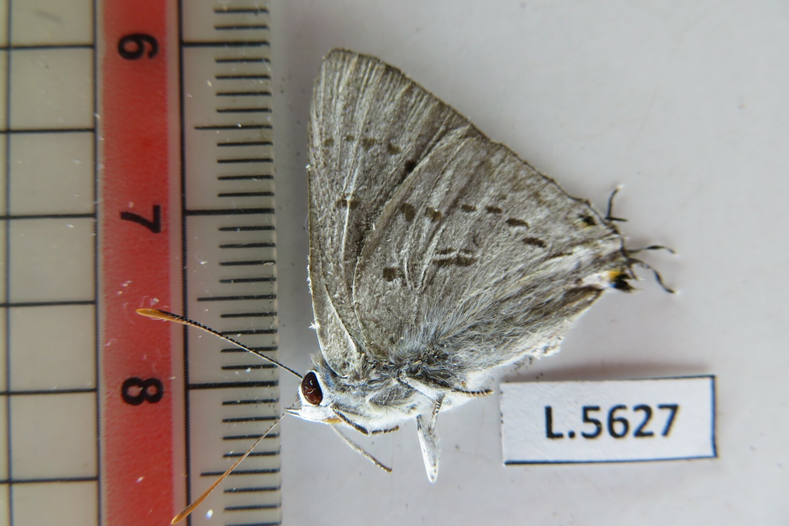 L5627. Insects butterflies: Lycaenidae sp. Vietnam, Gia Lai | eBay