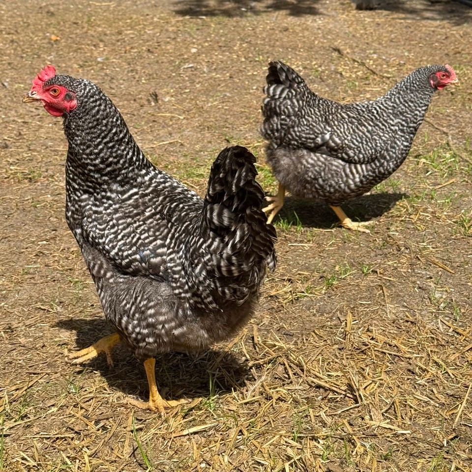 6+ Heritage Plymouth Rock Hatching Eggs NPIP | eBay
