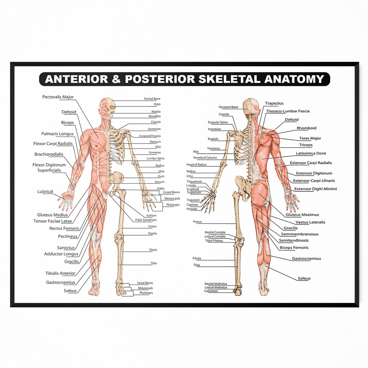 Peter Bachin Anatomical Chart- Skeletal System | School Health