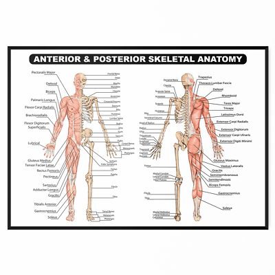 Muscular System Diagram With Labels