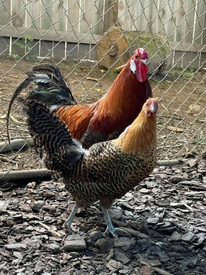2 Golden DeathLayer Fertile Chicken Hatching Eggs | eBay