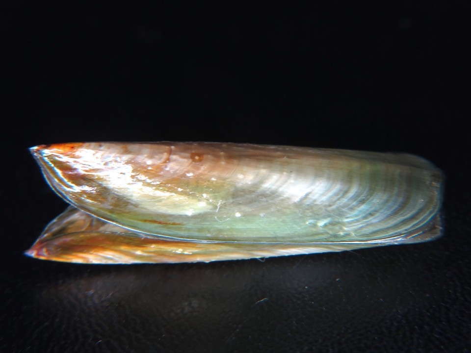 PHUKET BRACHIOPOD: ID IS (LINGULA ANATINA) @ 35.99MM! I'M THE ONLY ...