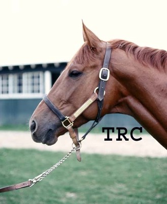 SECRETARIAT - ORIGINAL 1973 8X10 HEAD SHOT PHOTO AT BELMONT PARK! | eBay