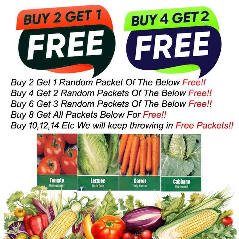 Vegetable Seeds Pea Kelvedon Wonder - 45 Seeds Garden Finest Seed | eBay UK