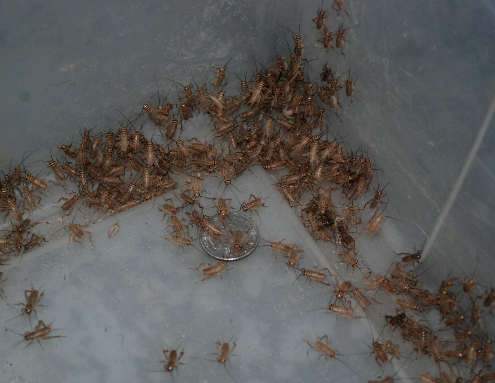 1000 LIVE 1/4" sized banded crickets. Small. | eBay