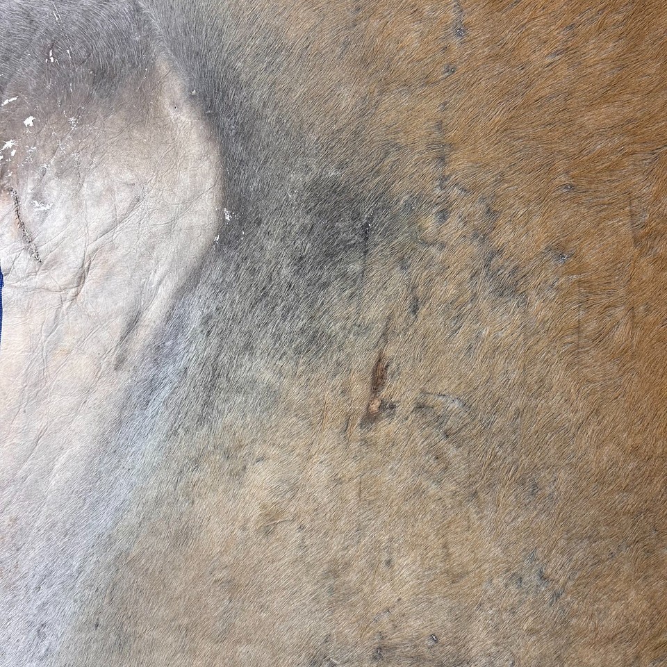 Eland Skin -Real Male Eland hide - Cape Eland Antelope Skin Rug Size ...