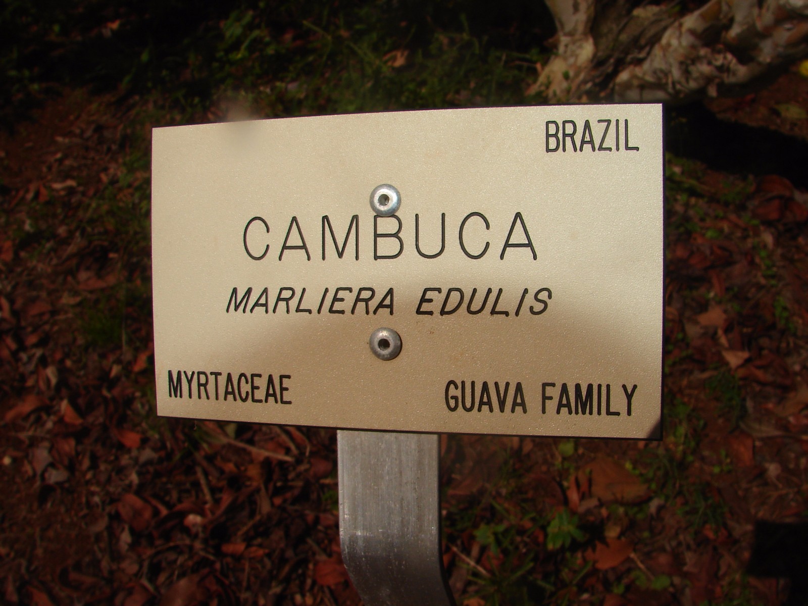 ~CAMBUCA~ Plinia edulis Fruit Tree Mango-Papaya taste 12-18"+in Potd ...