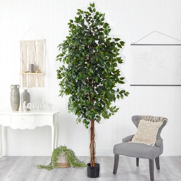 Large Ficus