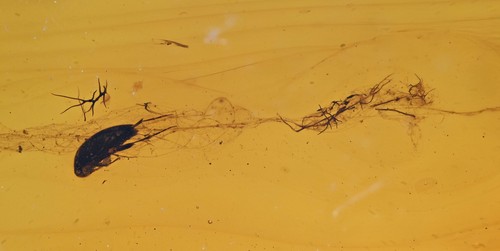 Beetle caught in Spider cobweb, Fossil insect inclusion in Burmese ...