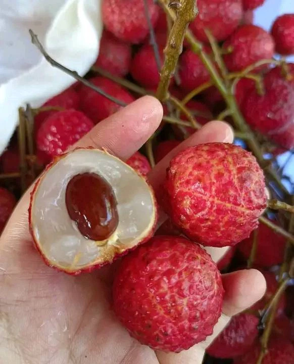 Leeches Fruit Tree
