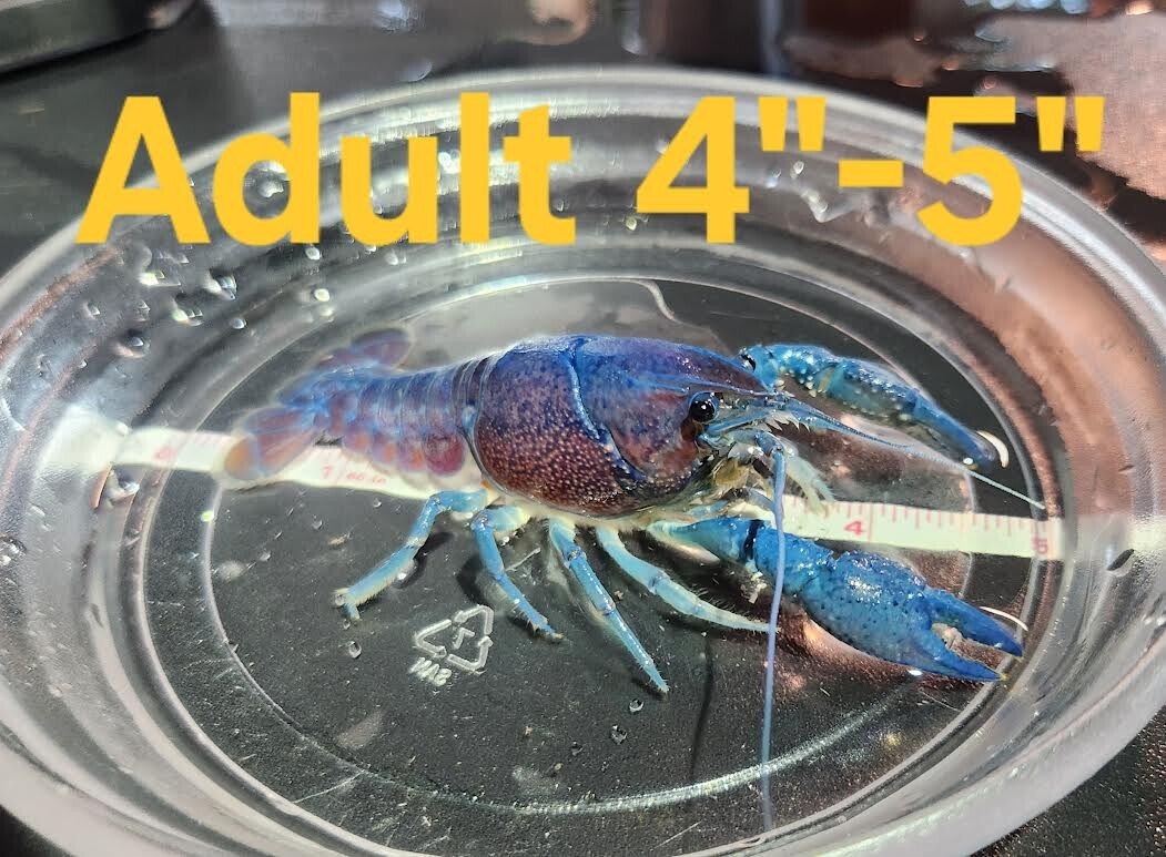 Electric Blue Crayfish (Procambarus Alleni) All Sizes Live Arrival ...