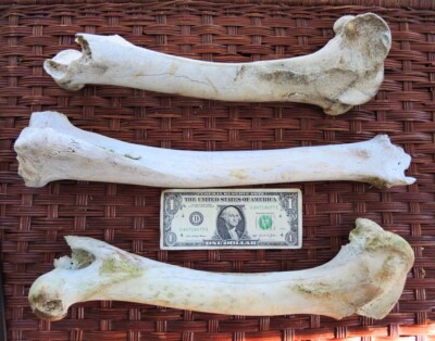Lot of 3 Old Bovine Cow Leg Bones | eBay